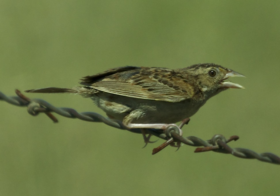 Butler's Birds: A Salute to Sparrows